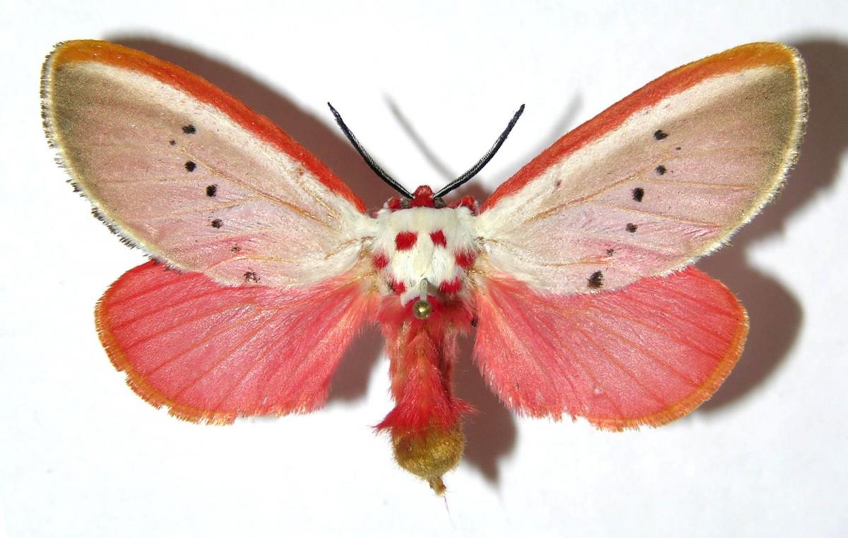 Trosia nigropunctigera - Área de Conservación Guanacaste