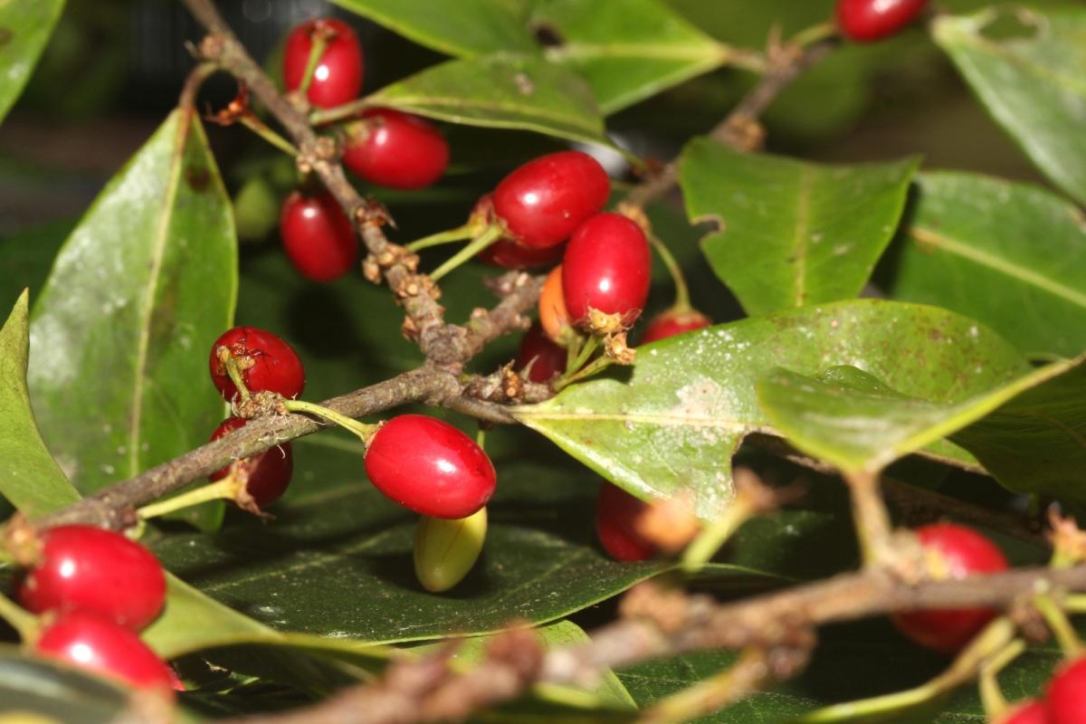 Erythroxylum macrophyllum - Área de Conservación Guanacaste
