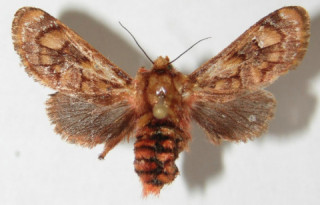 Phobetron hipparchia (Limacodidae) - Área de Conservación Guanacaste