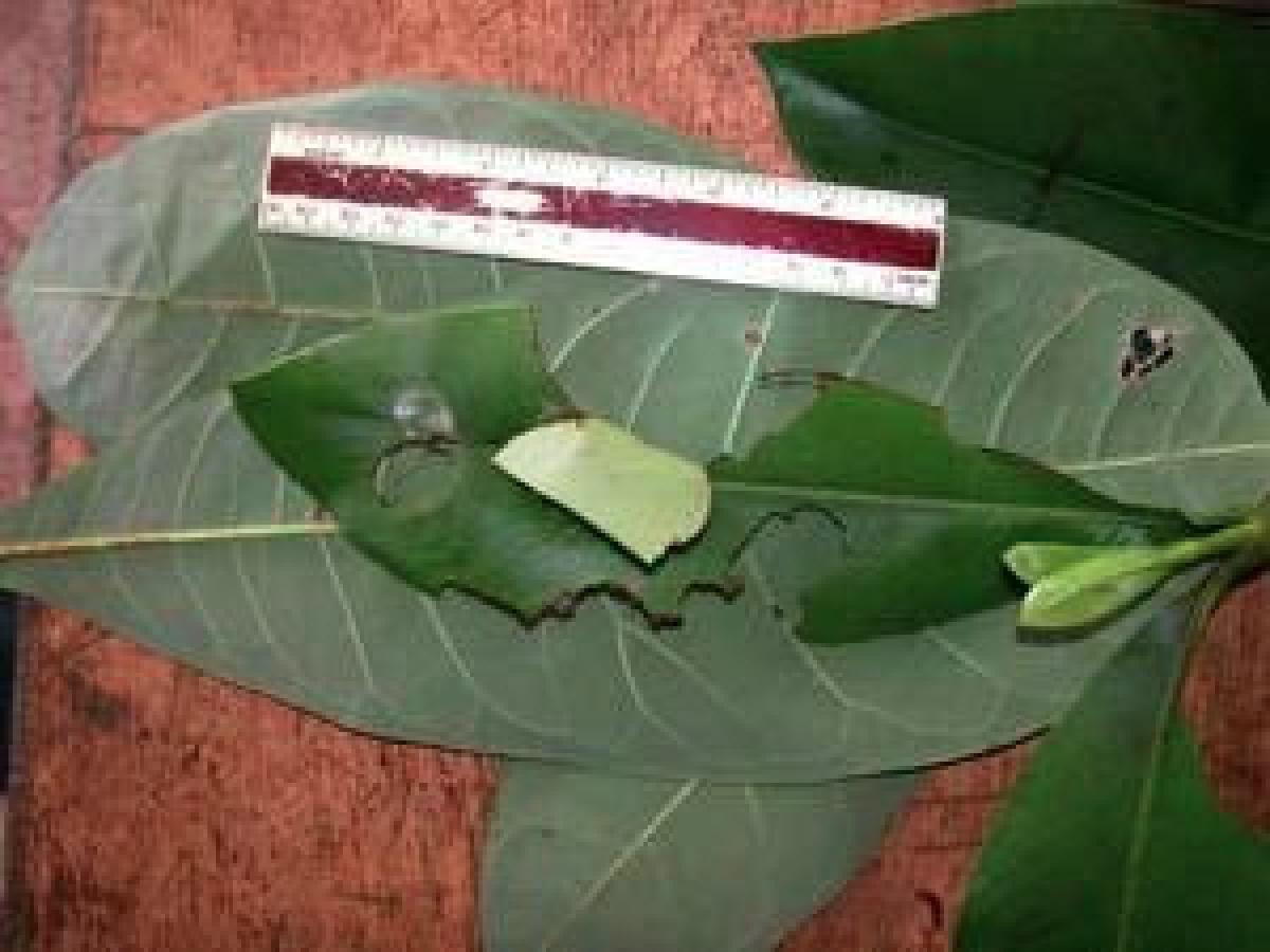 Yanguna cosyra (Hesperiidae) - Área de Conservación Guanacaste