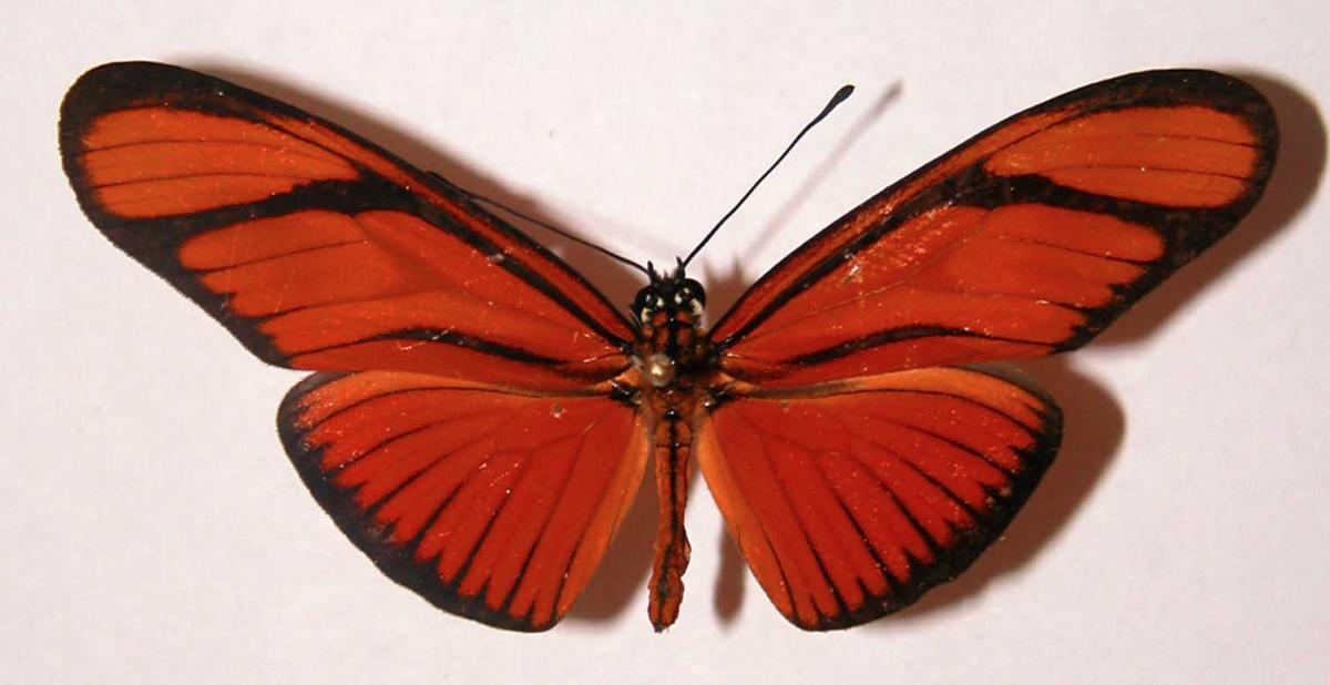 Eueides aliphera (Nymphalidae) - Área de Conservación Guanacaste