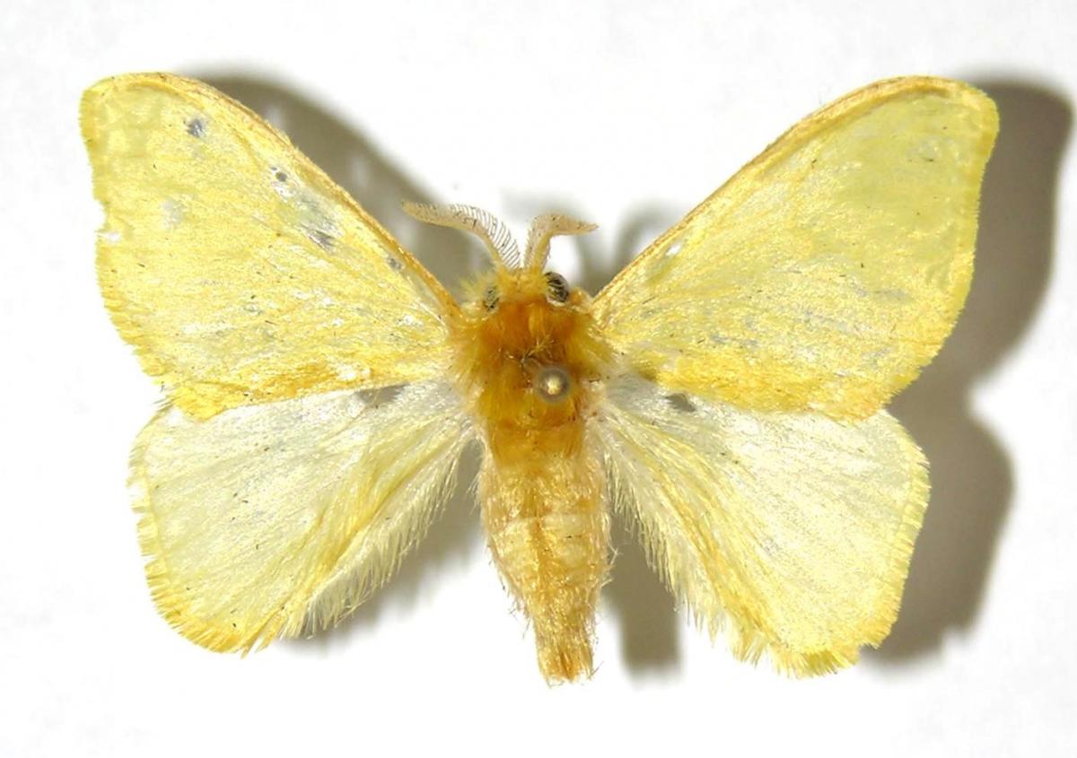 Acraga hamata (Dalceridae) - Área de Conservación Guanacaste