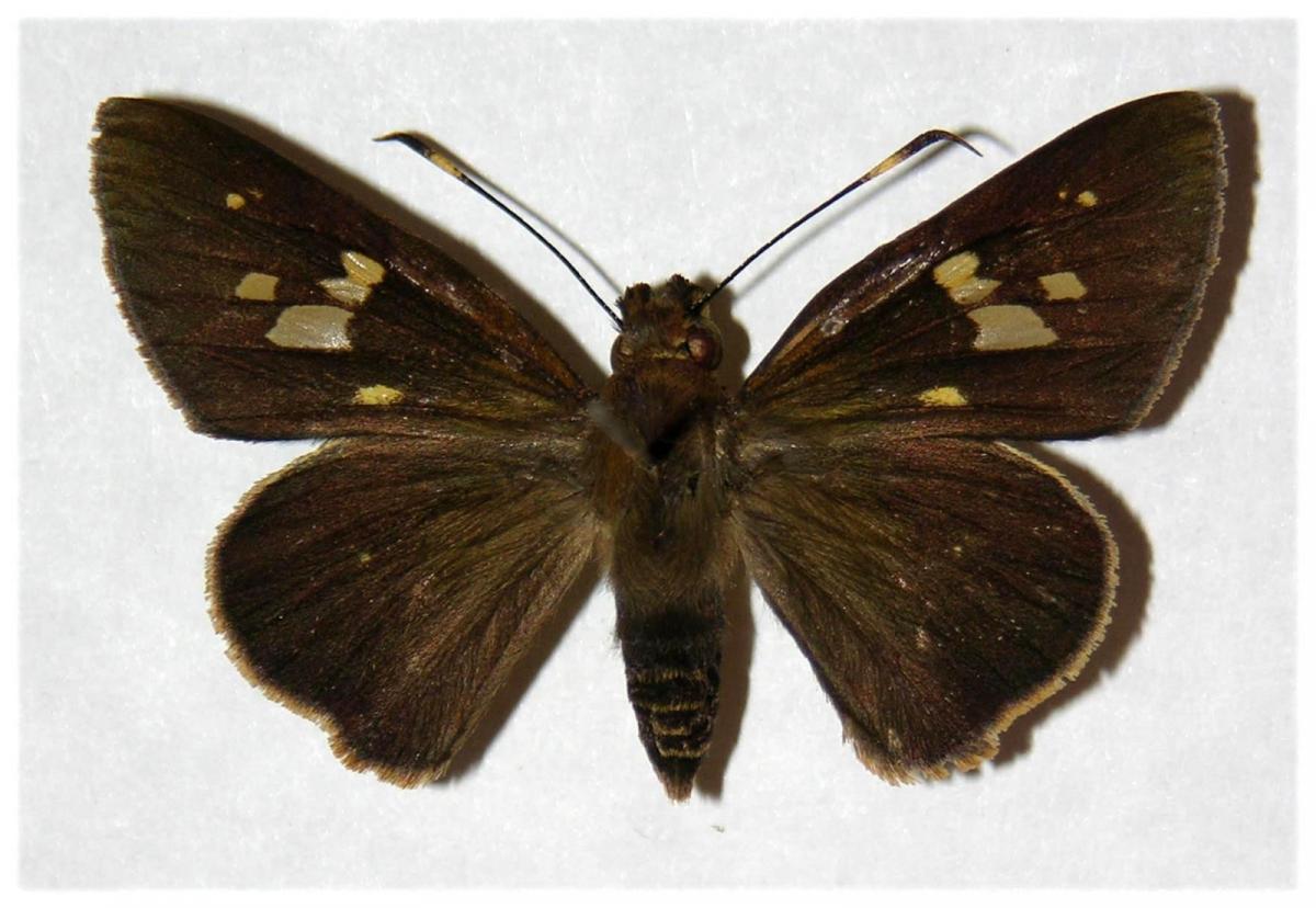 Carystoides orbius (Hesperiidae) - Área de Conservación Guanacaste