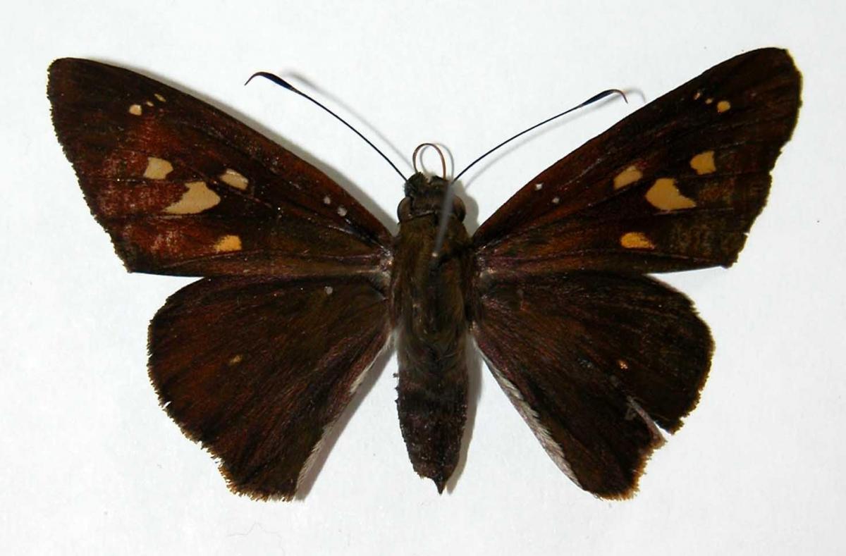 Damas clavus (Hesperiidae) - Área de Conservación Guanacaste