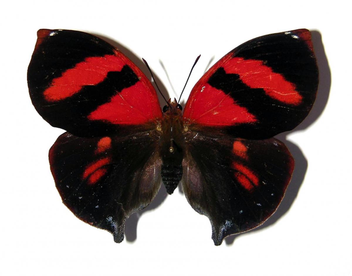 Siderone galanthis (Nymphalidae) - Área de Conservación Guanacaste