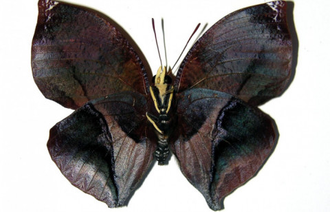 Siderone galanthis (Nymphalidae) - Área de Conservación Guanacaste