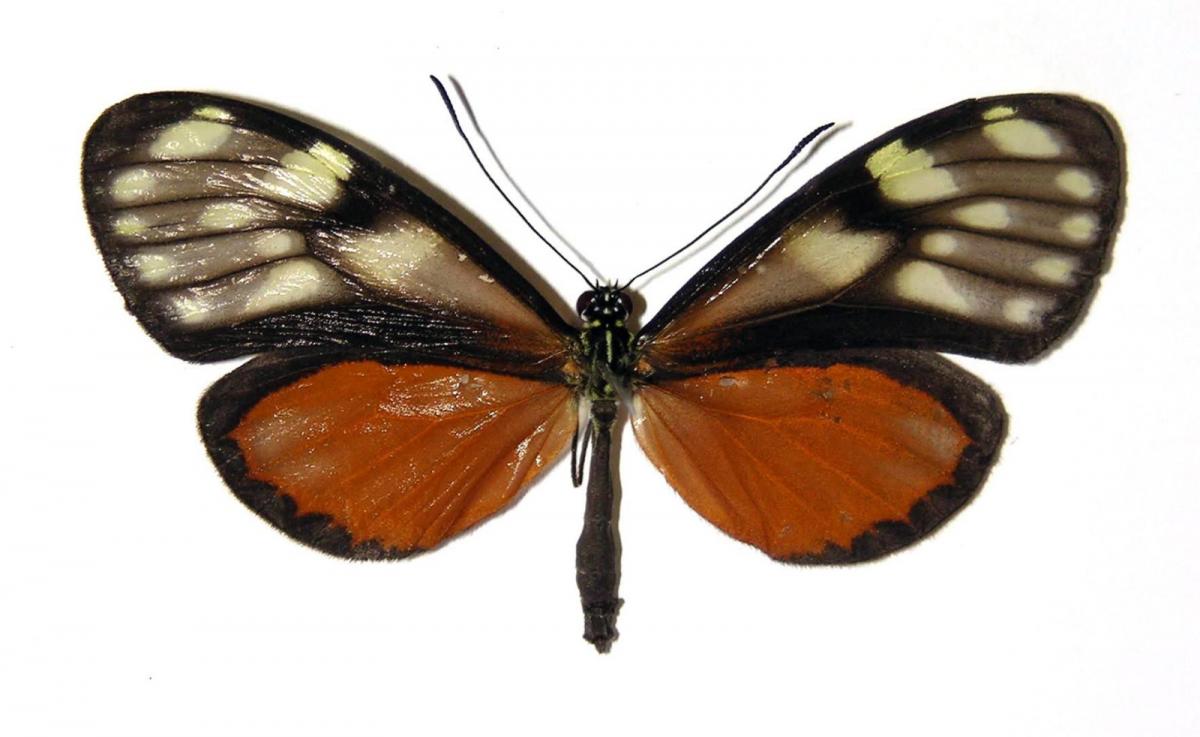 Pteronymia notilla(Nymphalidae) - Área de Conservación Guanacaste