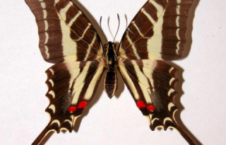 Protographium philolaus (Papilionidae) - Área de Conservación Guanacaste