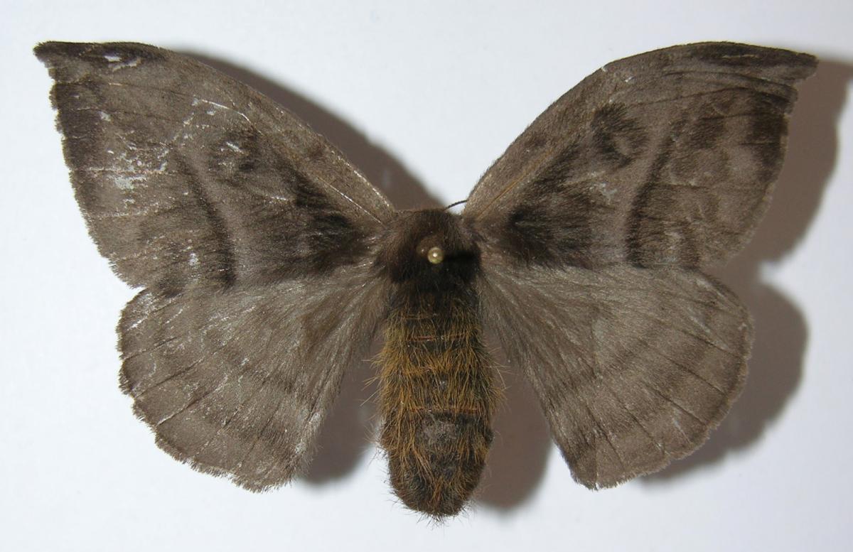 Hylesia rufipes (Saturniidae) - Área de Conservación Guanacaste