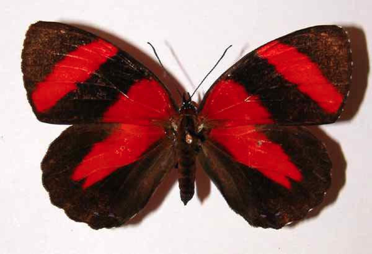 callicore pitheas (Nymphalidae) - Área de Conservación Guanacaste