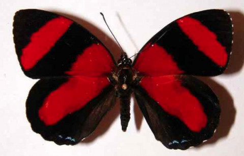 Callicore pitheas (Nymphalidae) - Área de Conservación Guanacaste