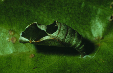 Callicore pitheas (Nymphalidae) - Área de Conservación Guanacaste