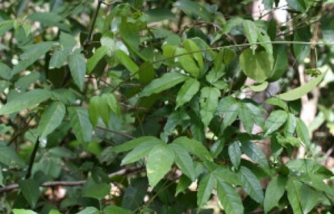callicore pitheas (Nymphalidae) - Área de Conservación Guanacaste