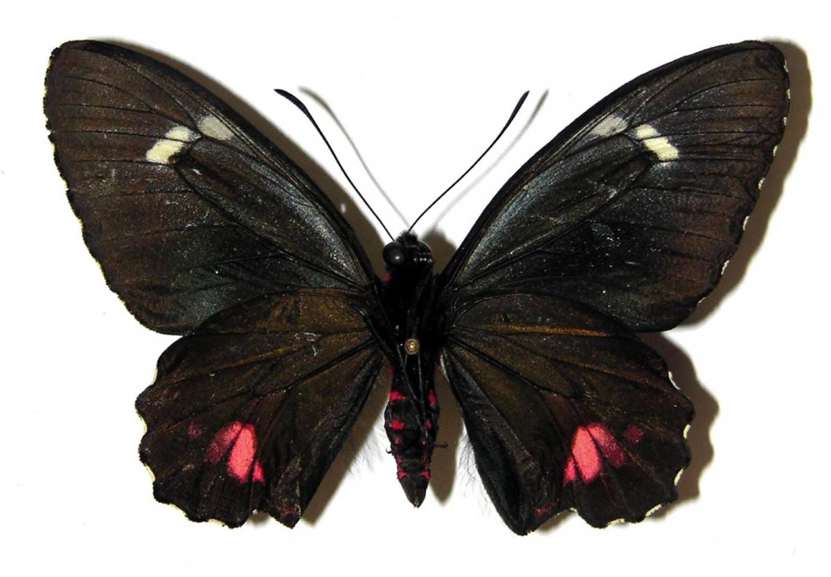 Parides childrenae (Papilionidae) - Área de Conservación Guanacaste