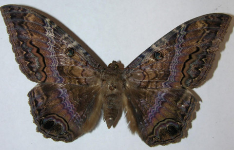 Ascalapha odorata (Erebidae) - Área de Conservación Guanacaste