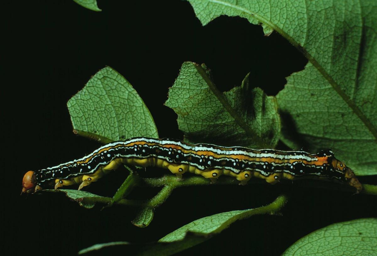 Azeta ceramina (Erebidae) - Área de Conservación Guanacaste