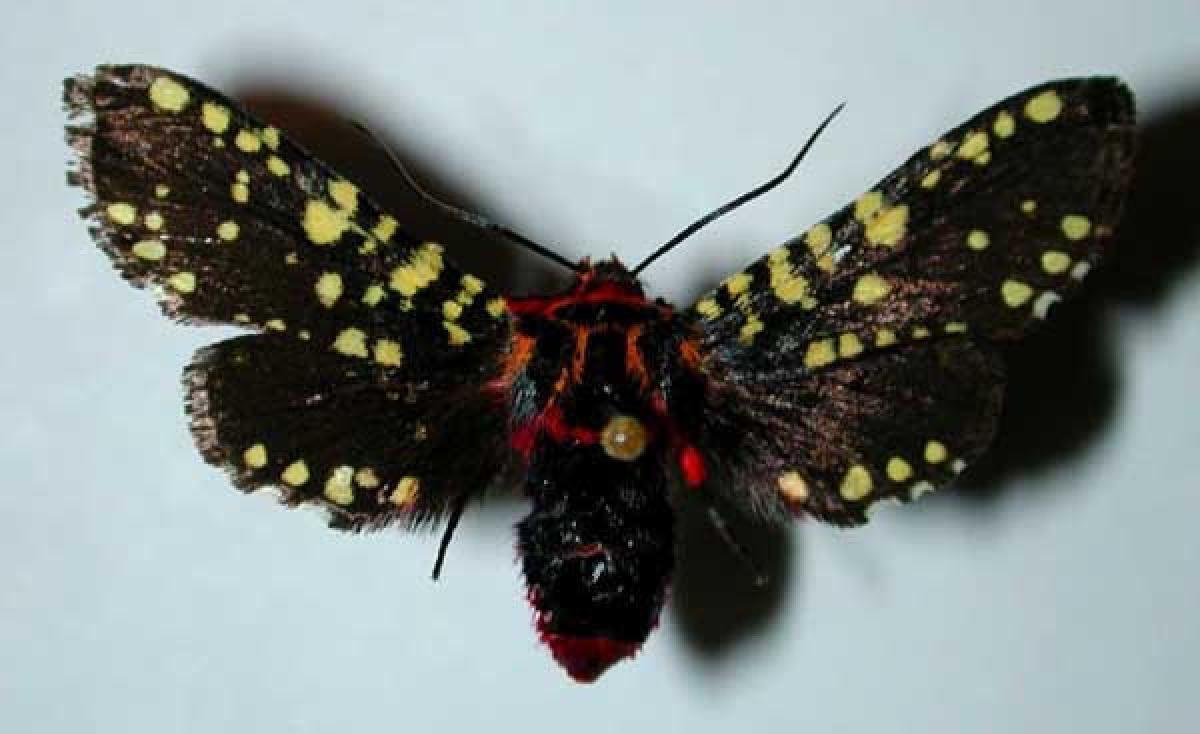 Gippius sumptuosus[/i[ (Thyrididae) - Área de Conservación Guanacaste