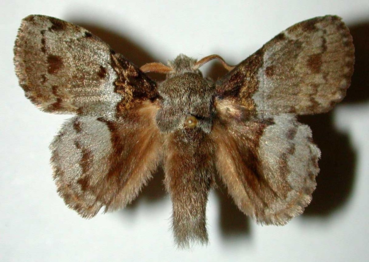 Euglyphis deusta Lasiocampidae - Área de Conservación Guanacaste