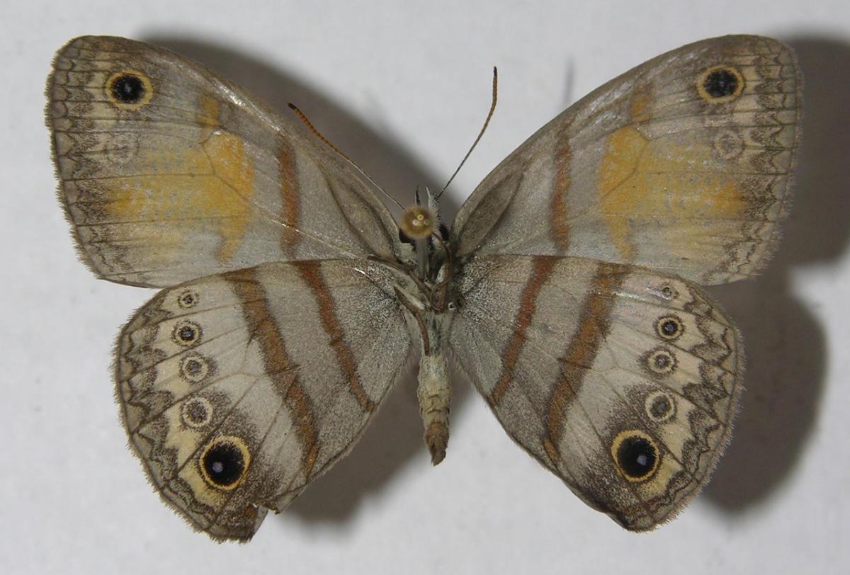 inbio hilara (Nymphalidae) - Área de Conservación Guanacaste