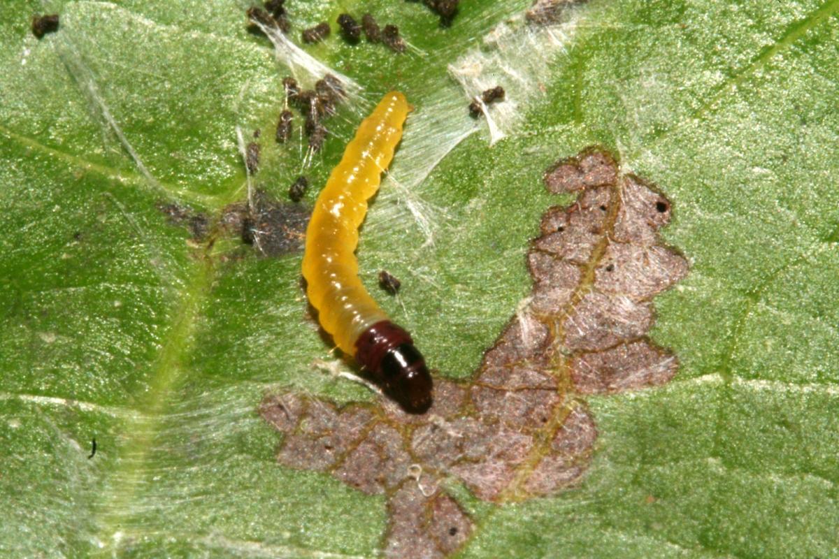 Stenoma completella - Área de Conservación Guanacaste