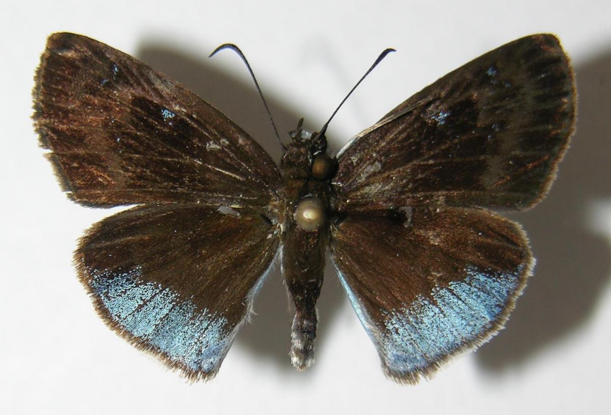 Pythonides pteras (Hesperiidae): - Área de Conservación Guanacaste