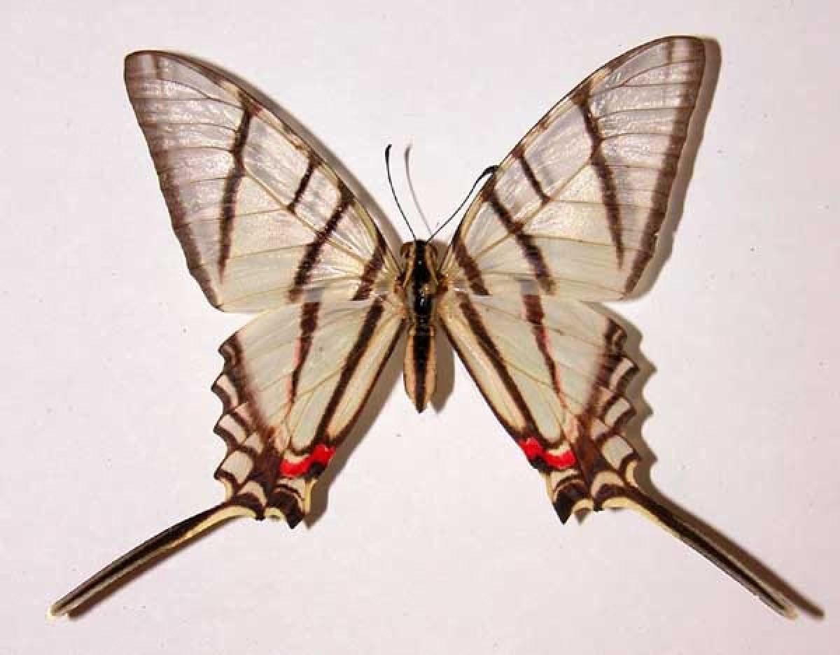 Protographium epidaus (Papilionidae) - Área de Conservación Guanacaste