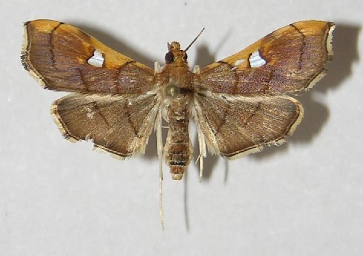 Coenostolopsis apicalis (Crambidae) - Área de Conservación Guanacaste