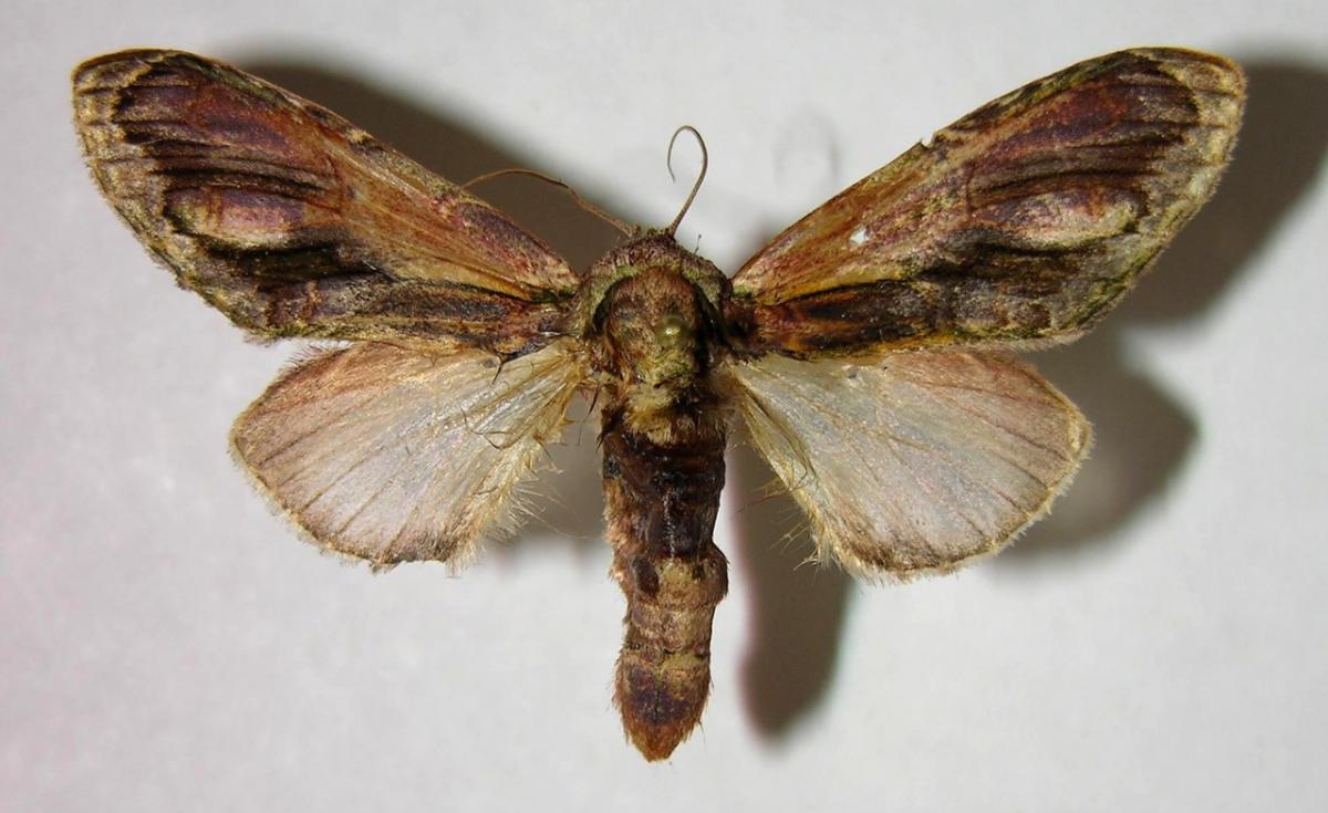 Cecrita daona (Notodontidae) - Área de Conservación Guanacaste