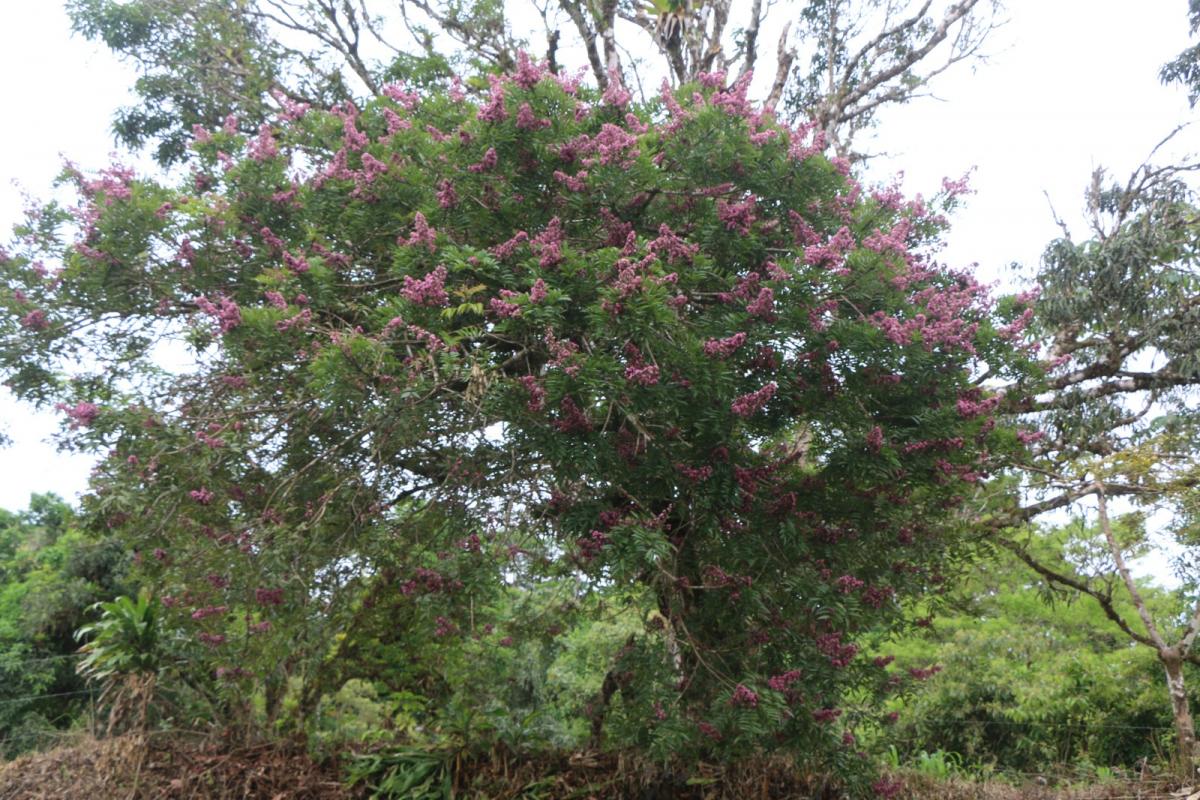 Andira inermis (Fabaceae) - Área de Conservación Guanacaste