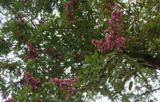 Andira inermis (Fabaceae) - Área de Conservación Guanacaste