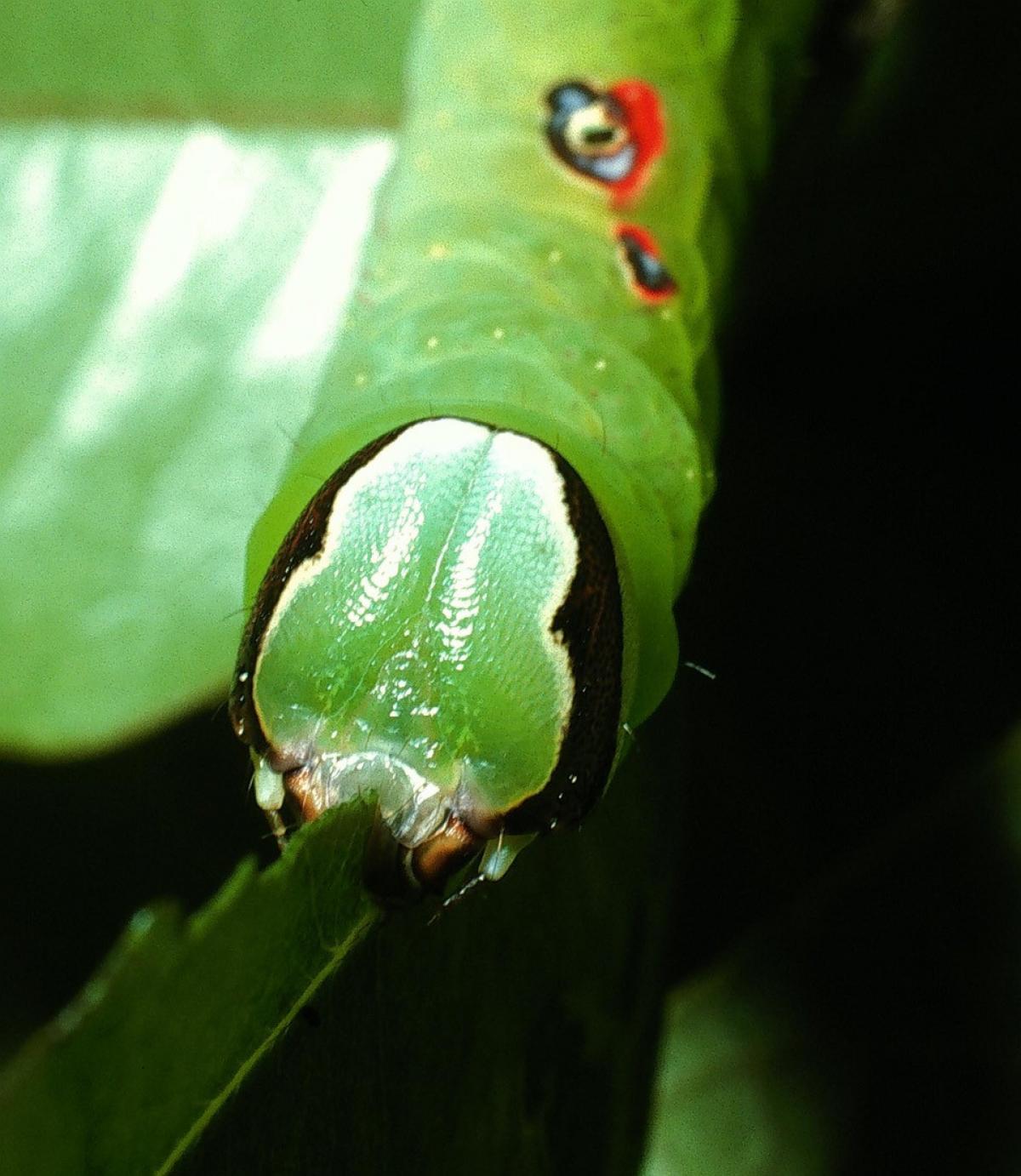 Hapigia repandens (Notodontidae) - Área de Conservación Guanacaste