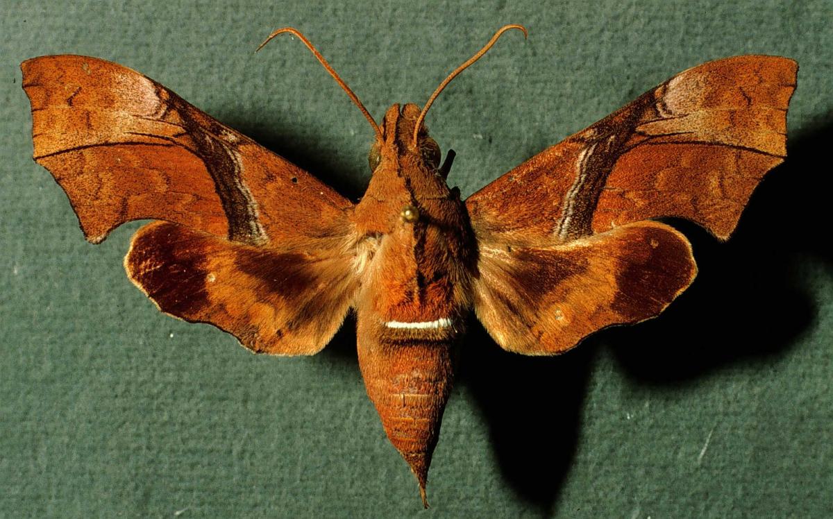 Aleuron iphis (Sphingidae) - Área de Conservación Guanacaste