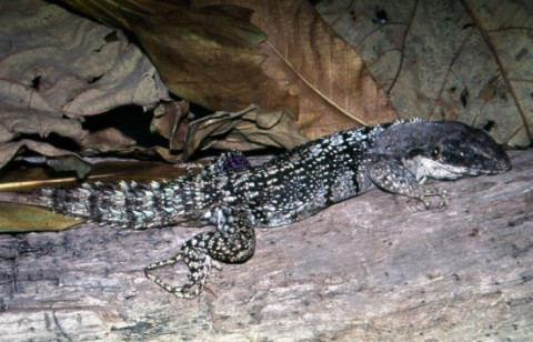 Garrobo de cola espinosa o garrobo enano Ctenosaura quinquecarinata ...