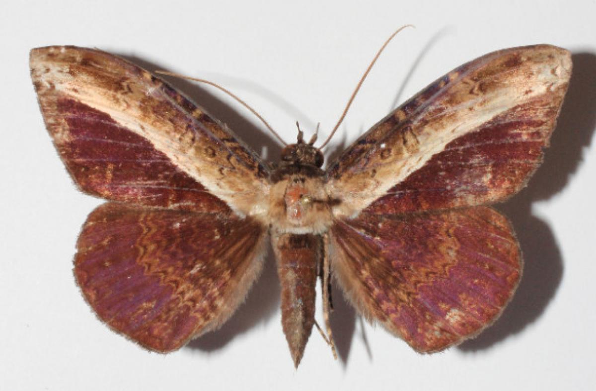 Hemeroblemma Janzen05 (Erebidae) - Área de Conservación Guanacaste