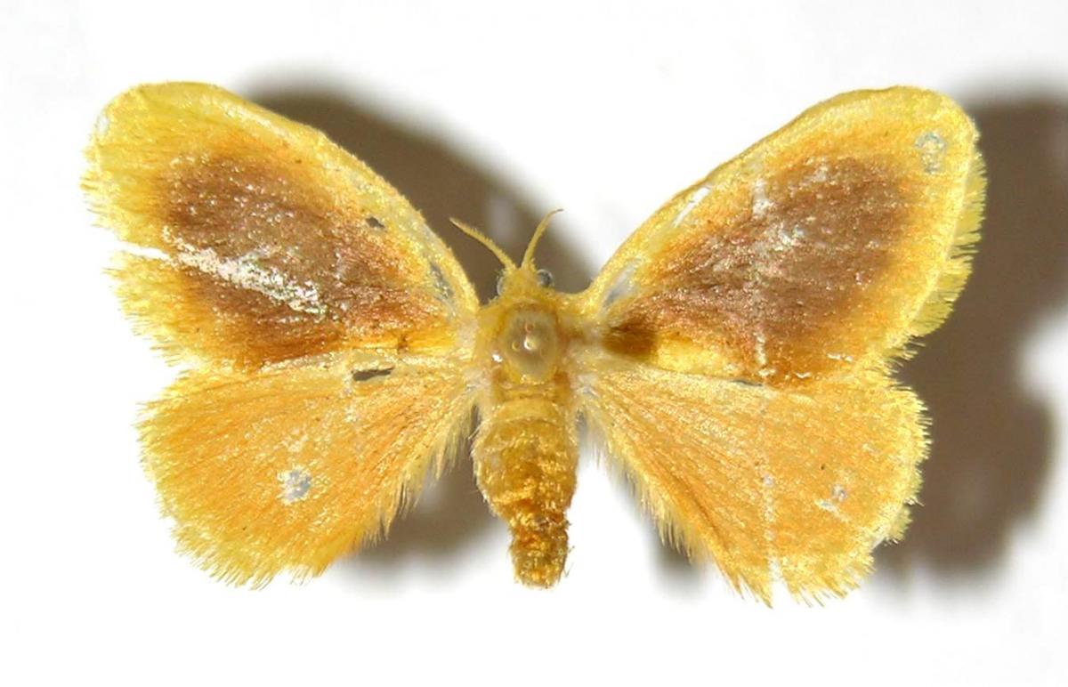 Dalcerides mesoa (Dalceridae) - Área de Conservación Guanacaste