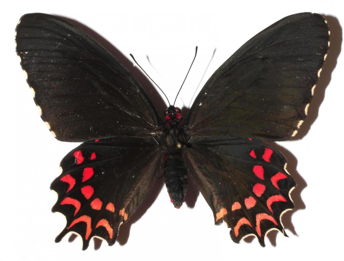 Parides photinus (Nymphalidae) - Área de Conservación Guanacaste
