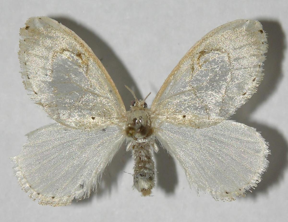 Paracraga argentea (Dalceridae) - Área de Conservación Guanacaste