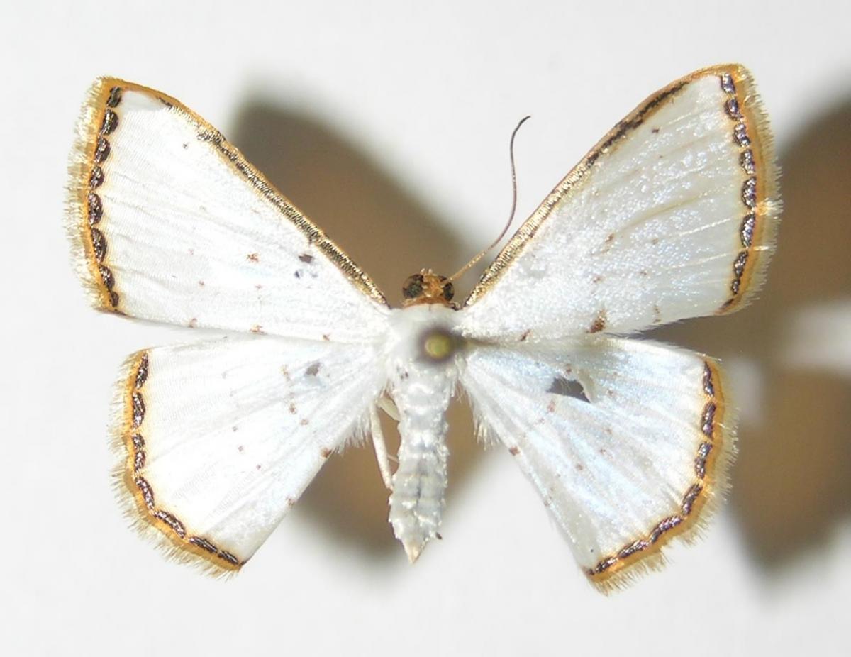 Leuciris fimbriaria - Área de Conservación Guanacaste