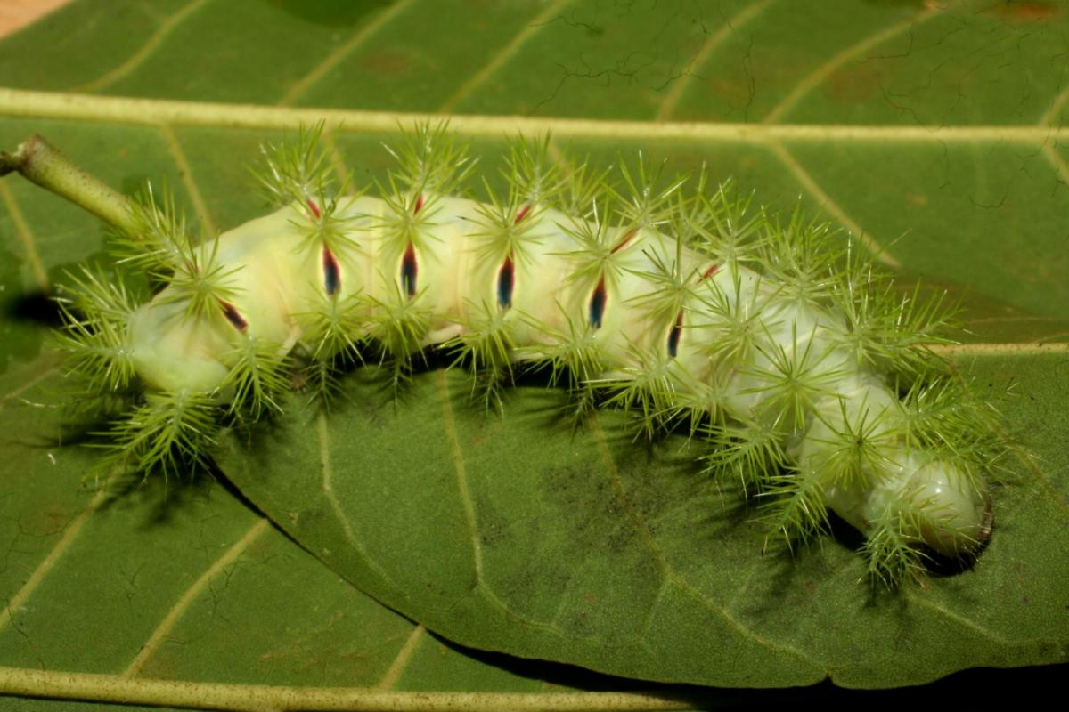 Automeris hamata (Saturniidae) - Área de Conservación Guanacaste