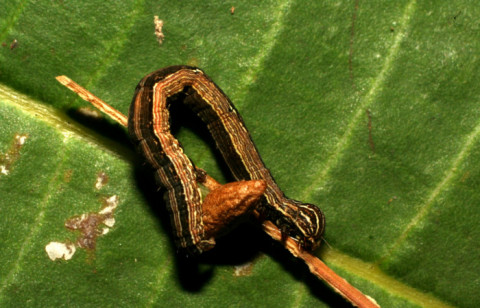 Mocis latipes (Erebidae). - Área de Conservación Guanacaste