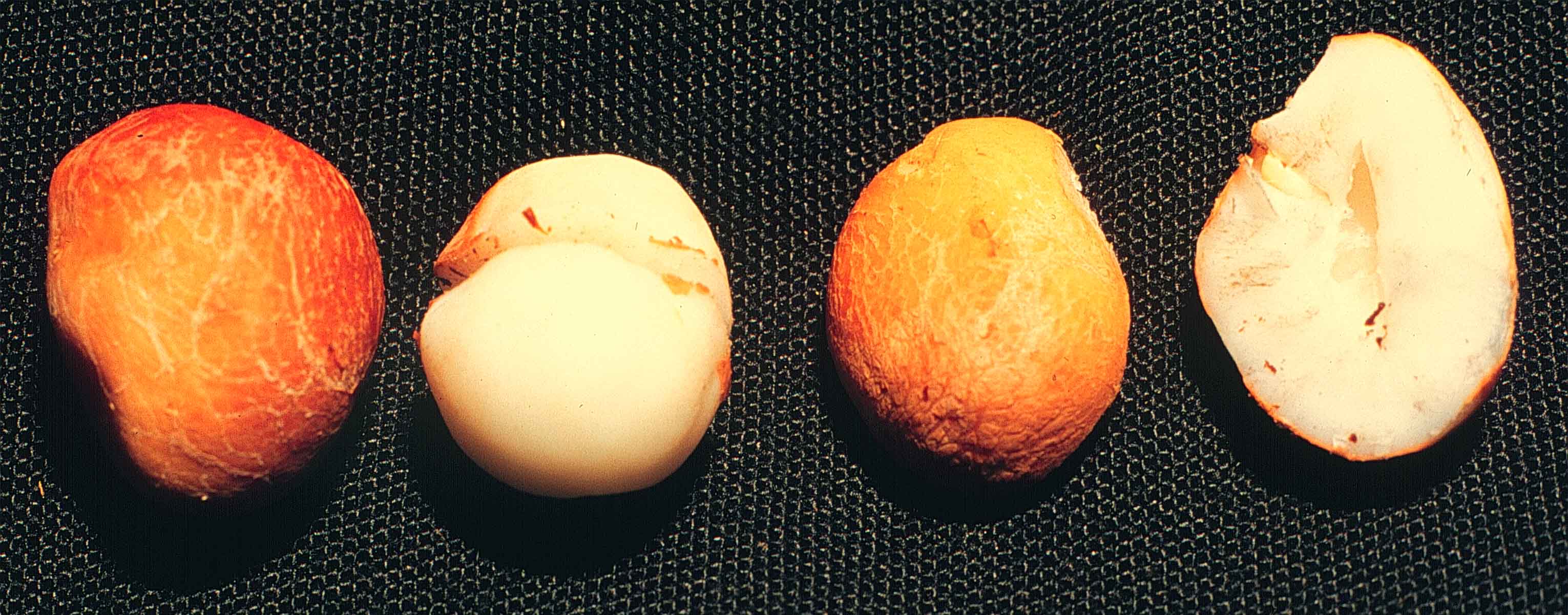 Bactris major May 13, 1998