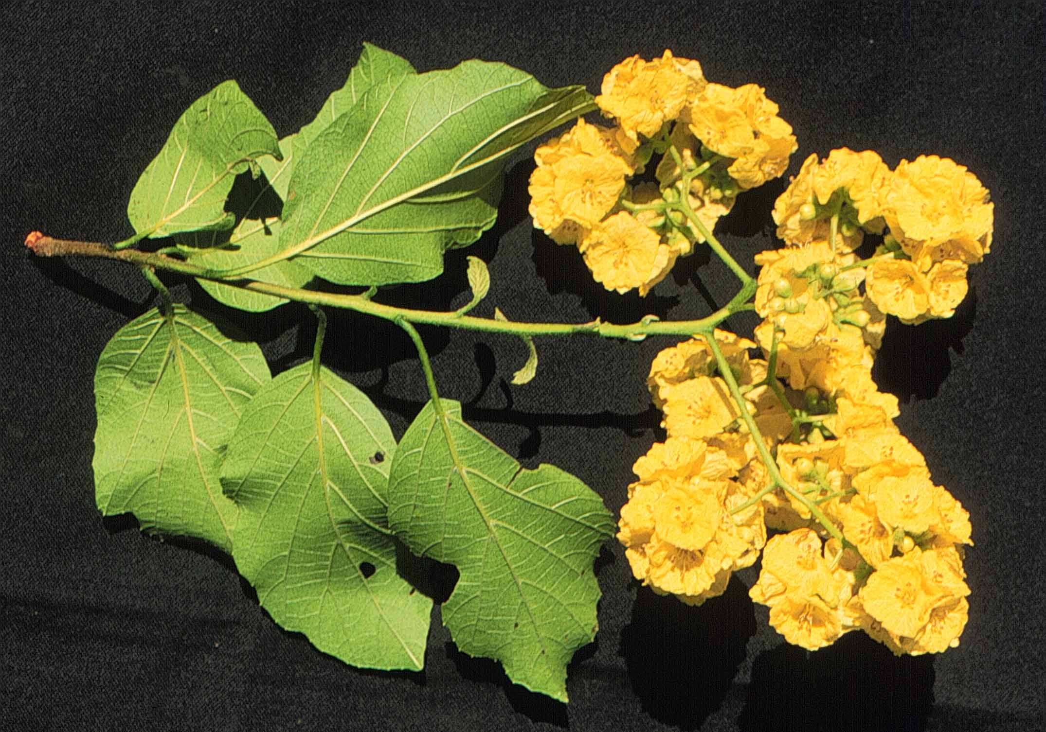 Cordia dentata 15 junio 1998