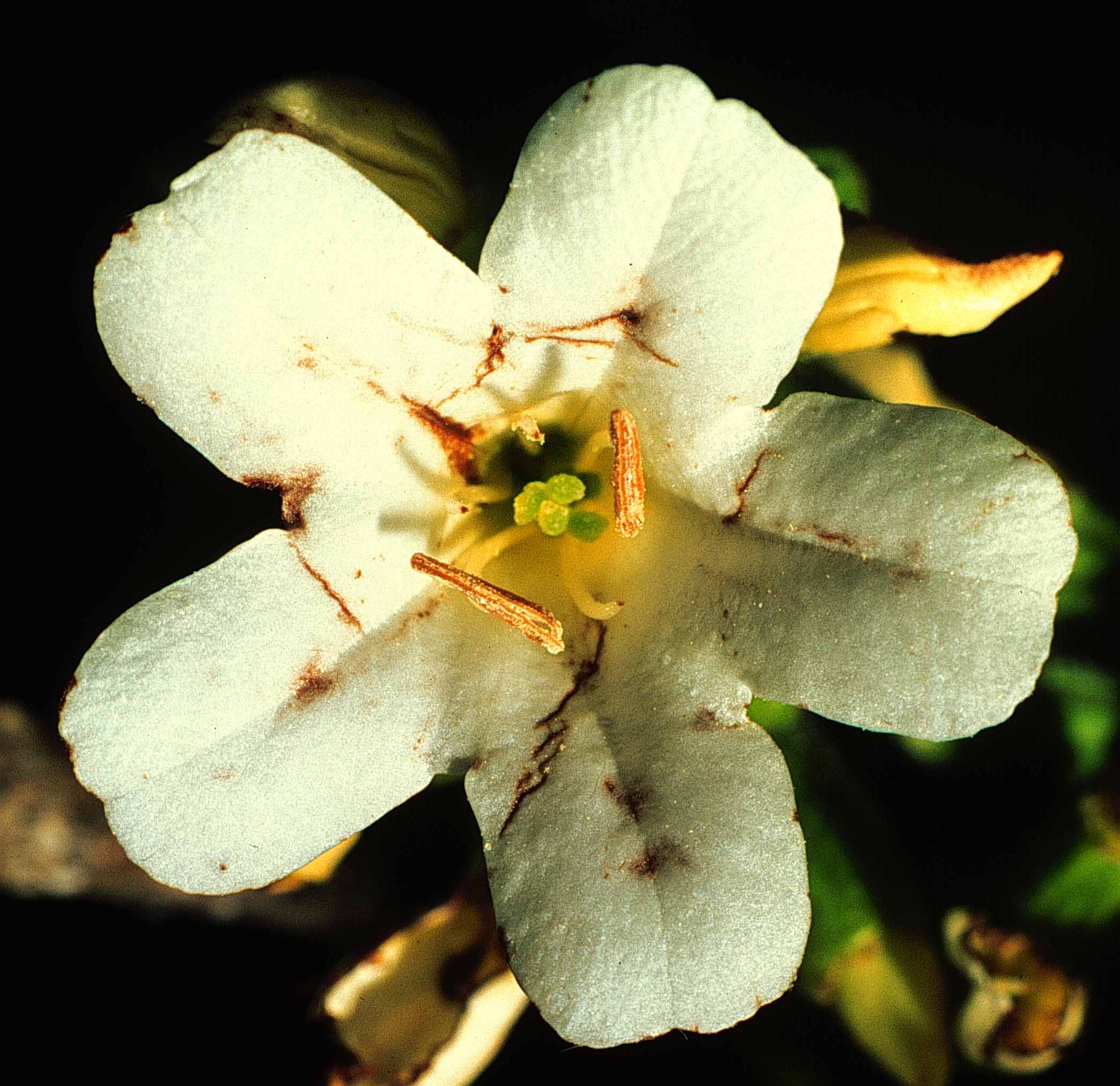 Cordia gerascanthus 17 mayo 2000
