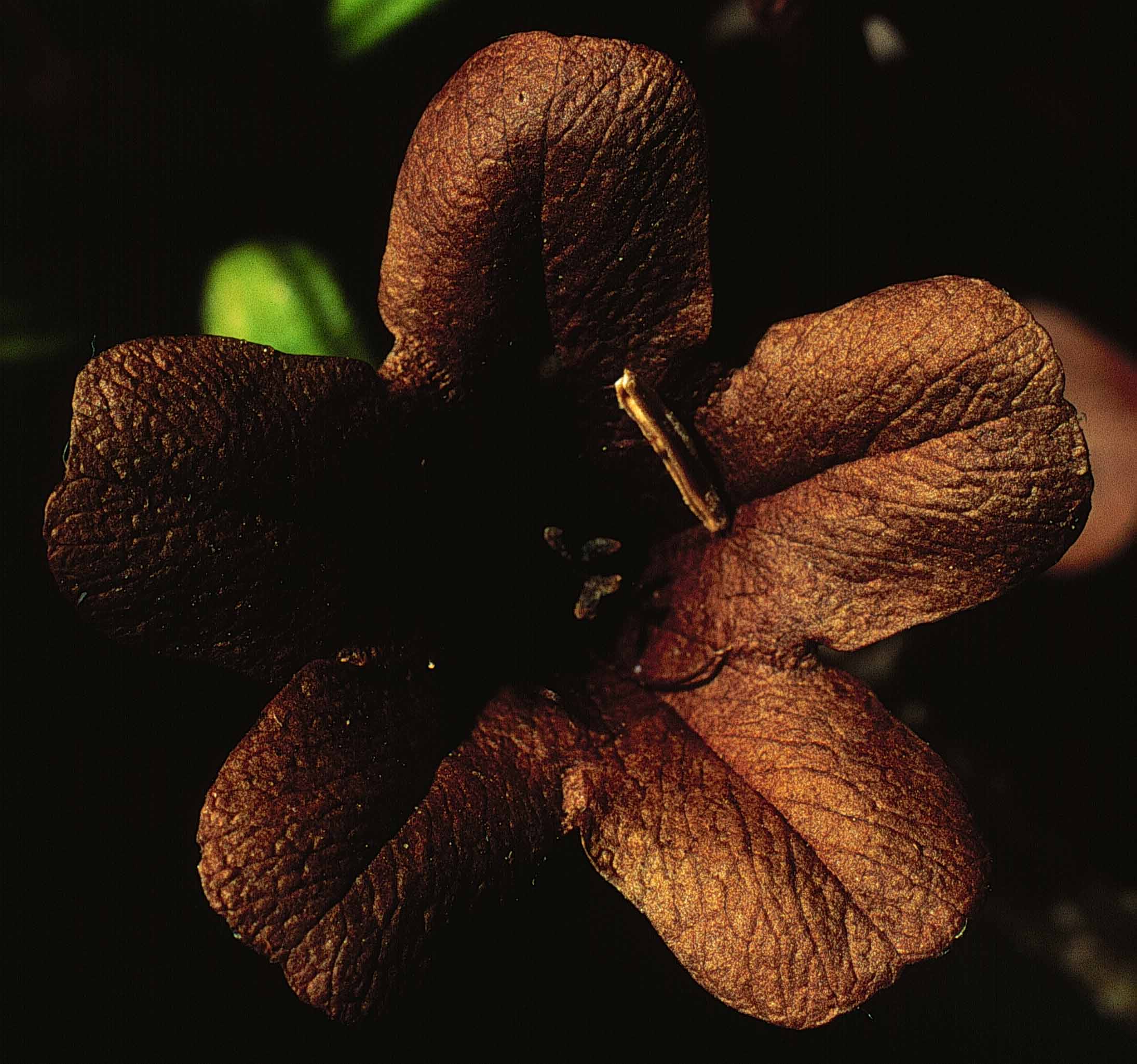 Cordia gerascanthus 17 mayo 2000