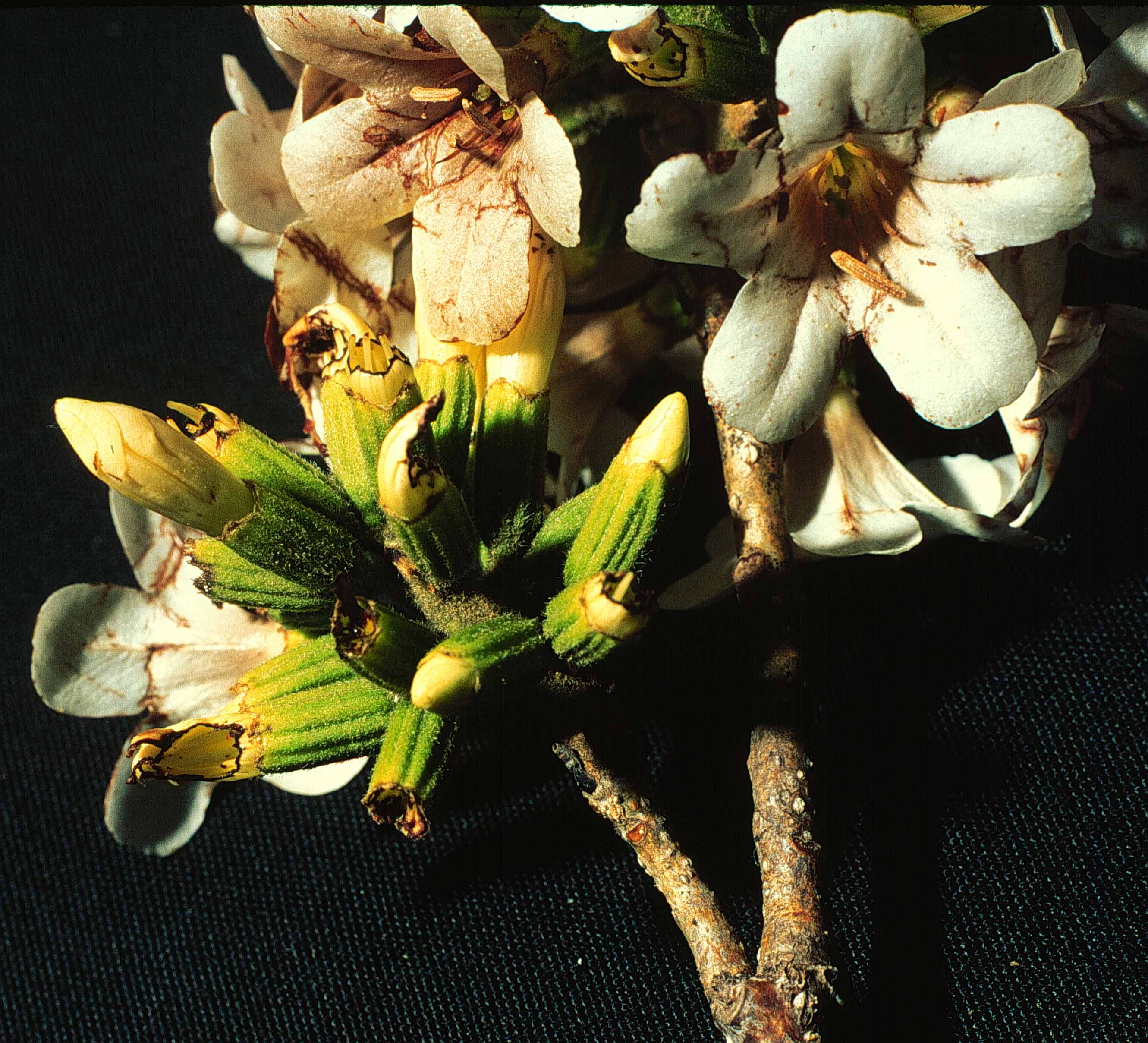 Cordia gerascanthus 17 mayo 2000