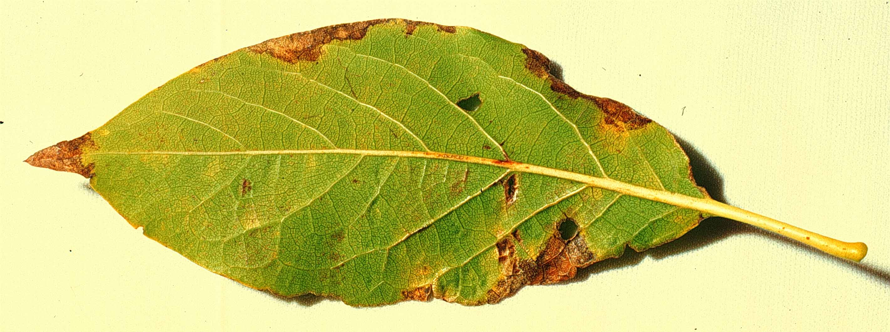 Cordia gerascanthus 17 mayo 2000