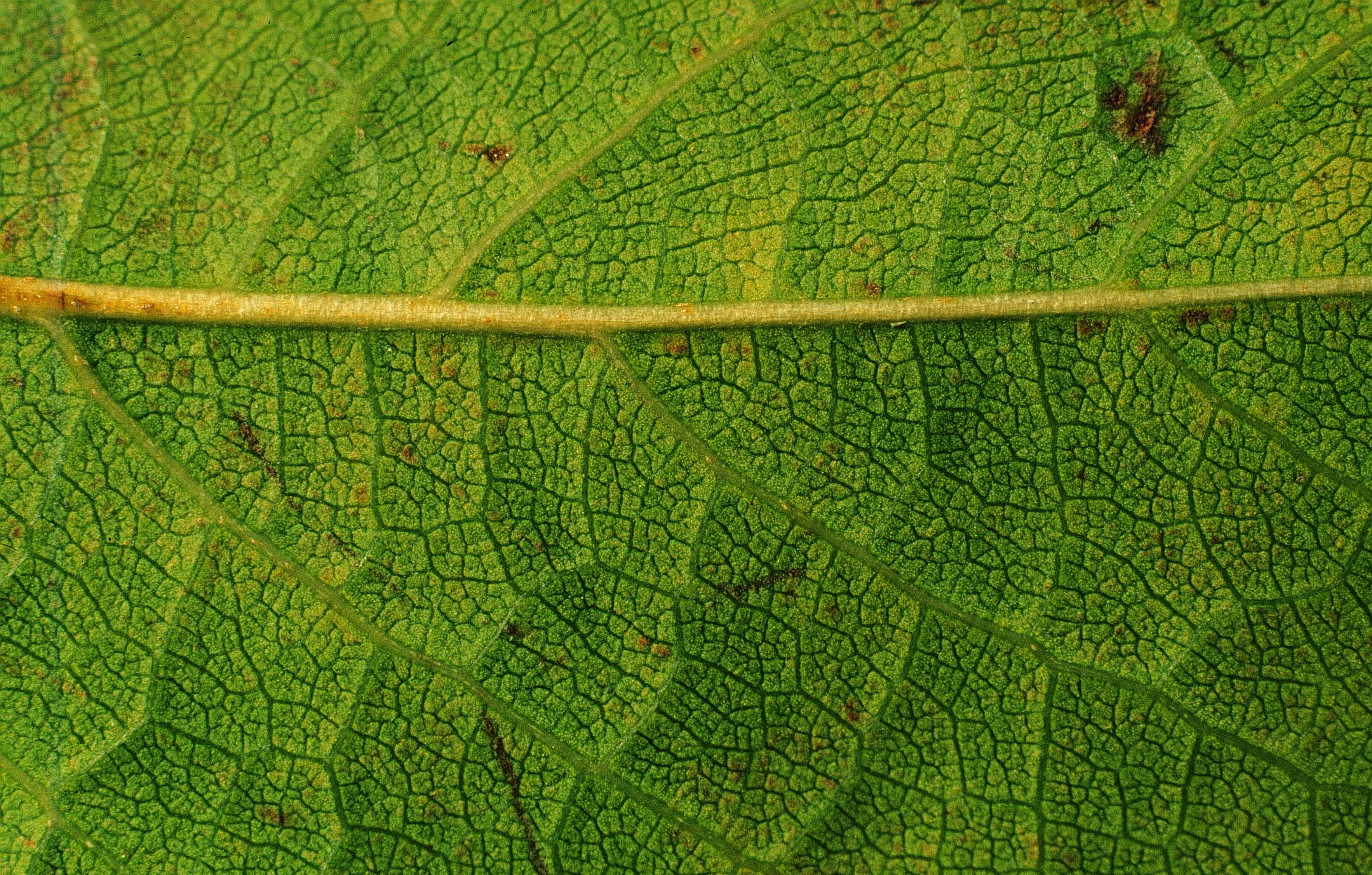 Cordia gerascanthus 17 mayo 2000