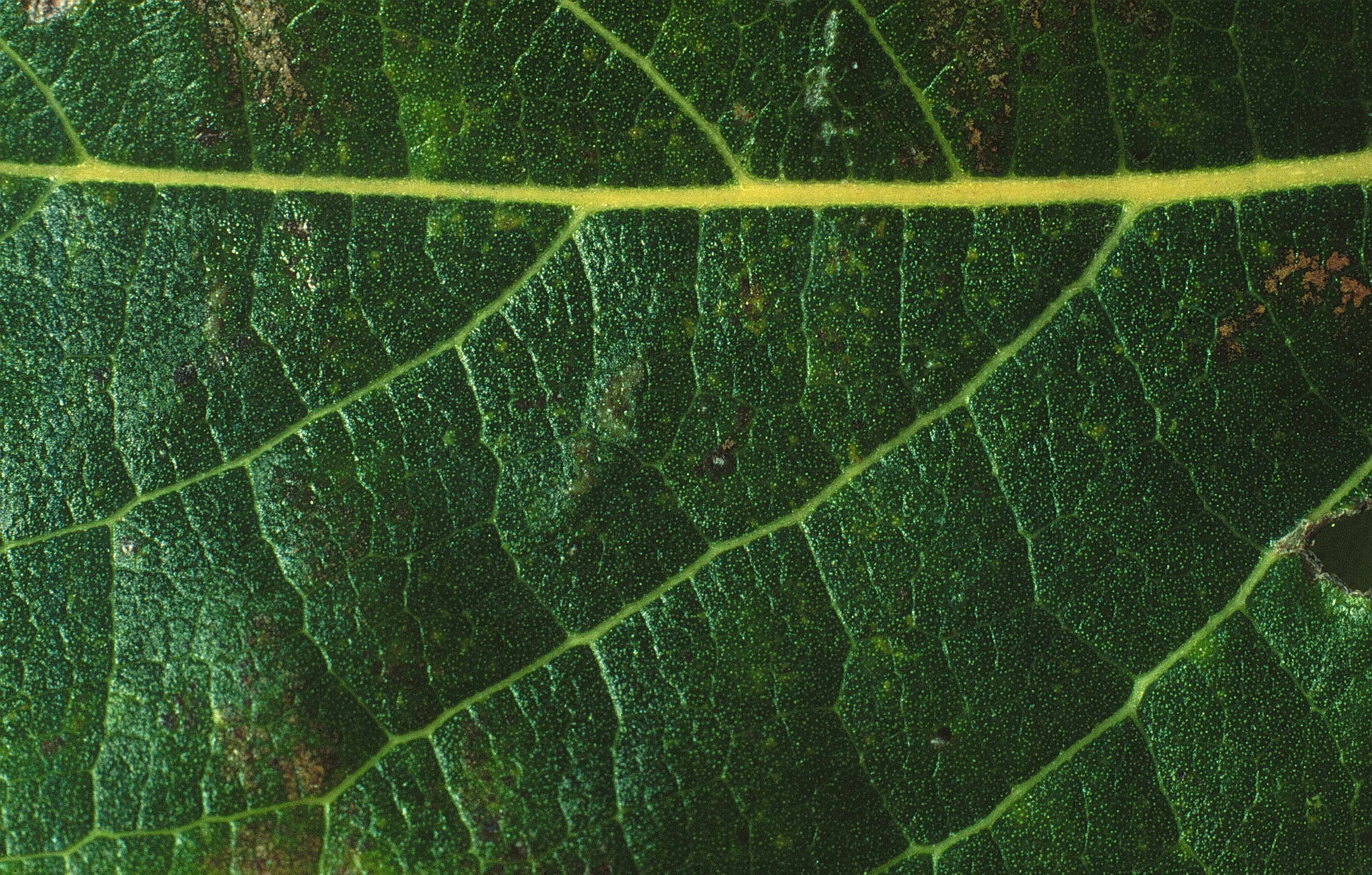 Cordia gerascanthus 17 mayo 2000