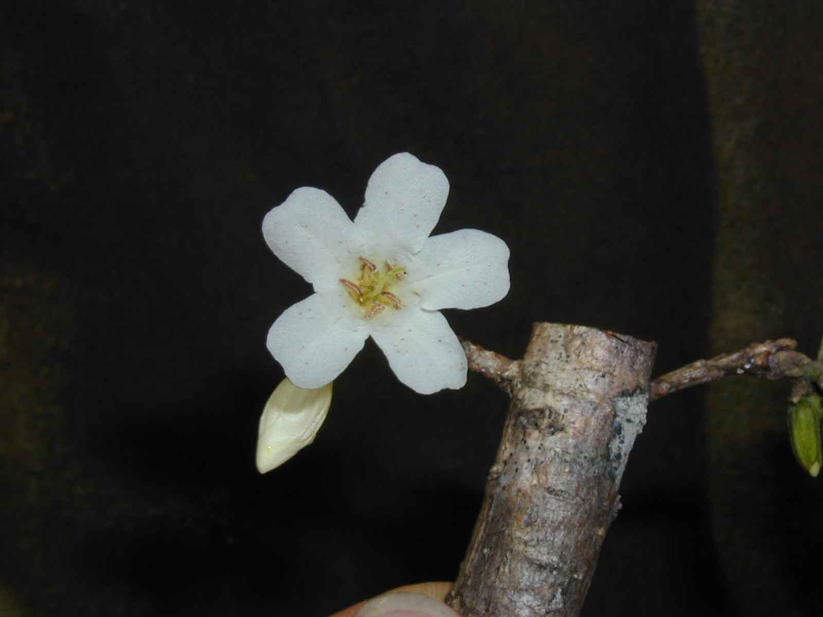 Cordia gerascanthus 17 mayo 2000
