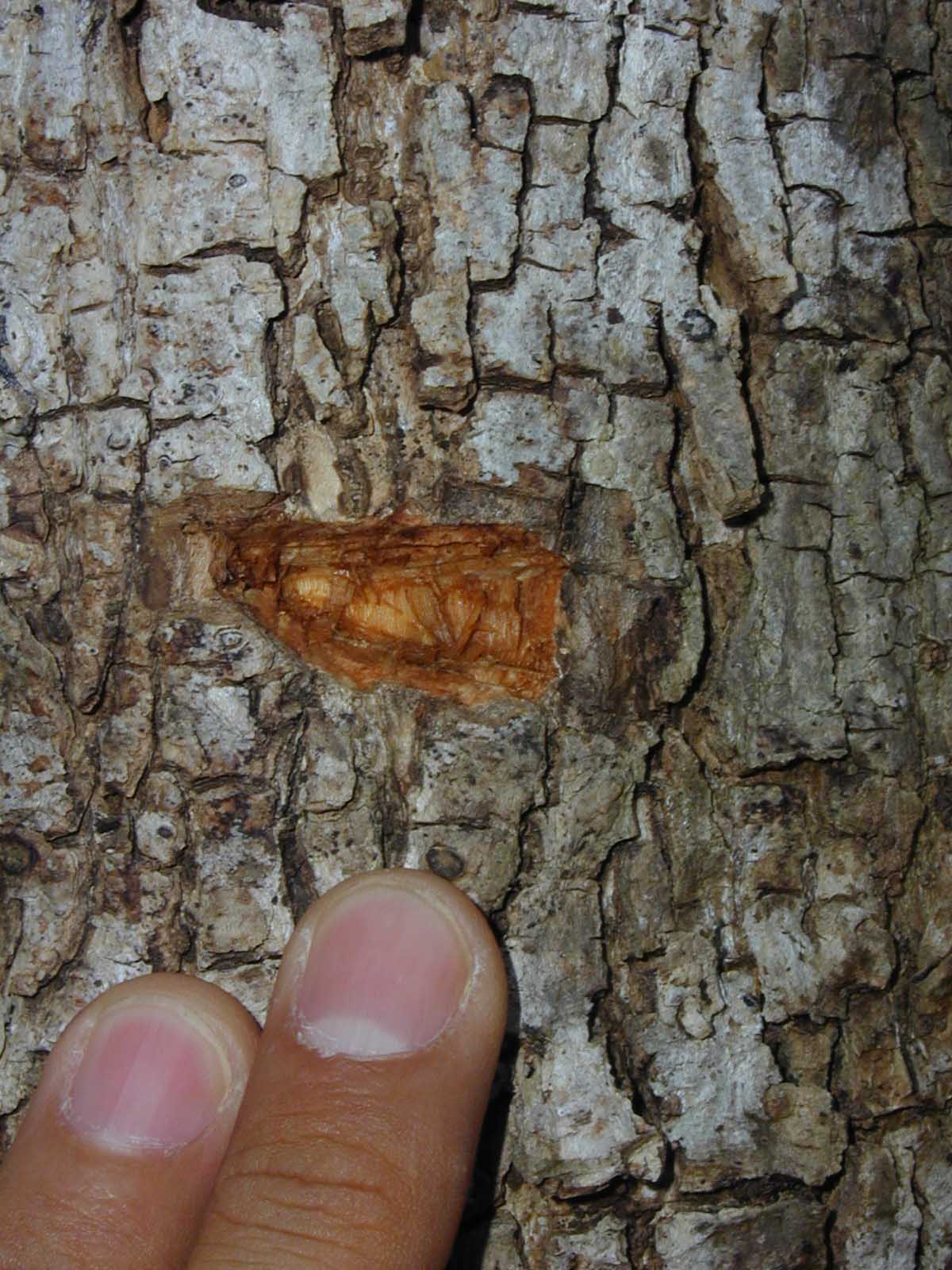 Cordia gerascanthus 17 mayo 2000